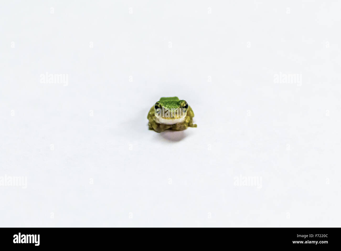Tiny green frog sitting Stock Photo - Alamy