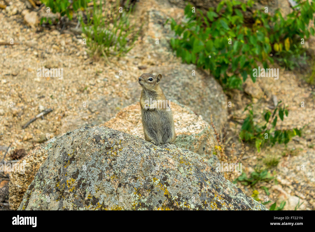 Chipmunk exploring the world Stock Photo - Alamy