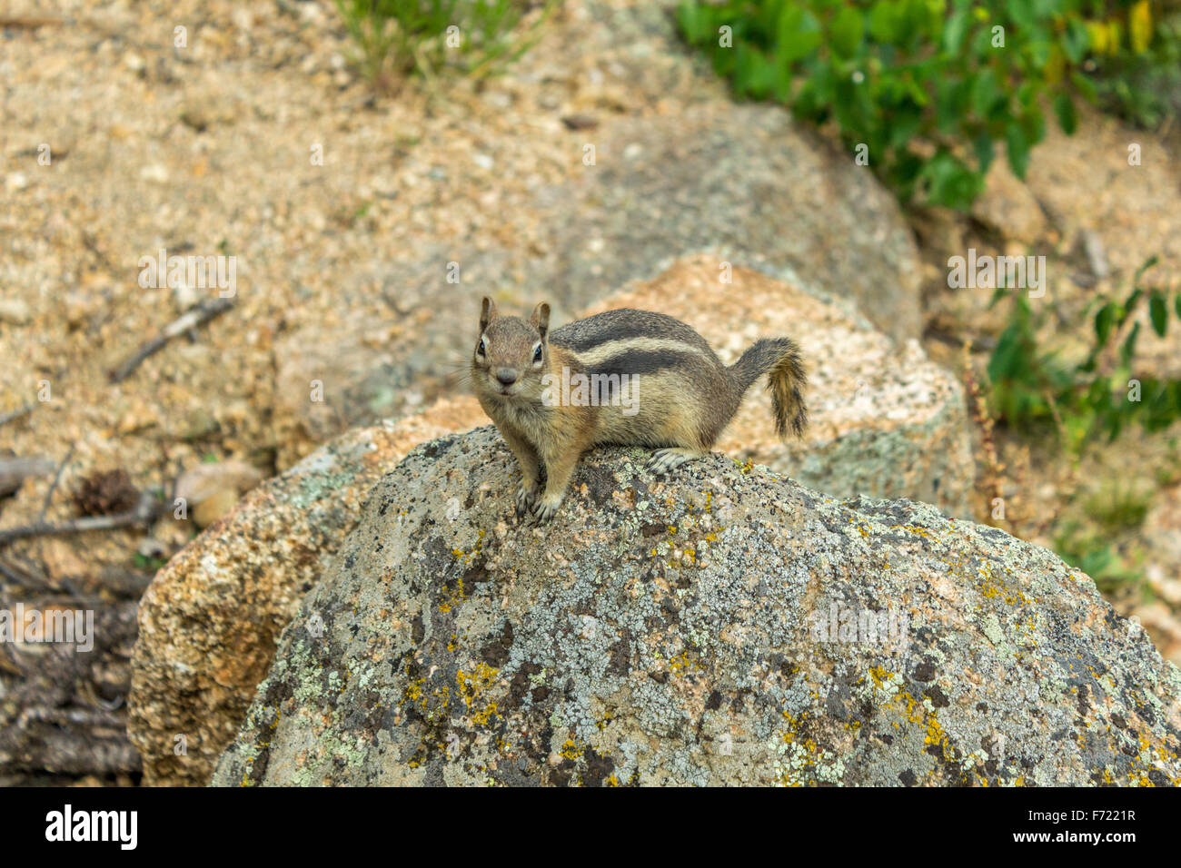 Chipmunk exploring the world Stock Photo - Alamy