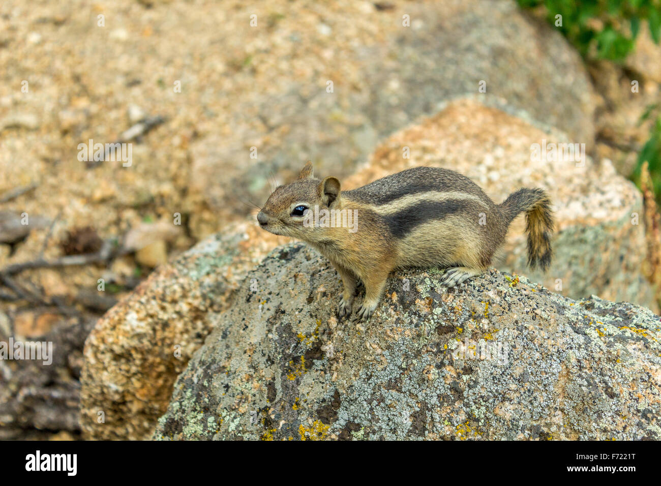 Chipmunk exploring the world Stock Photo - Alamy