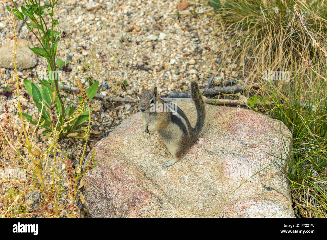 Chipmunk exploring the world Stock Photo - Alamy