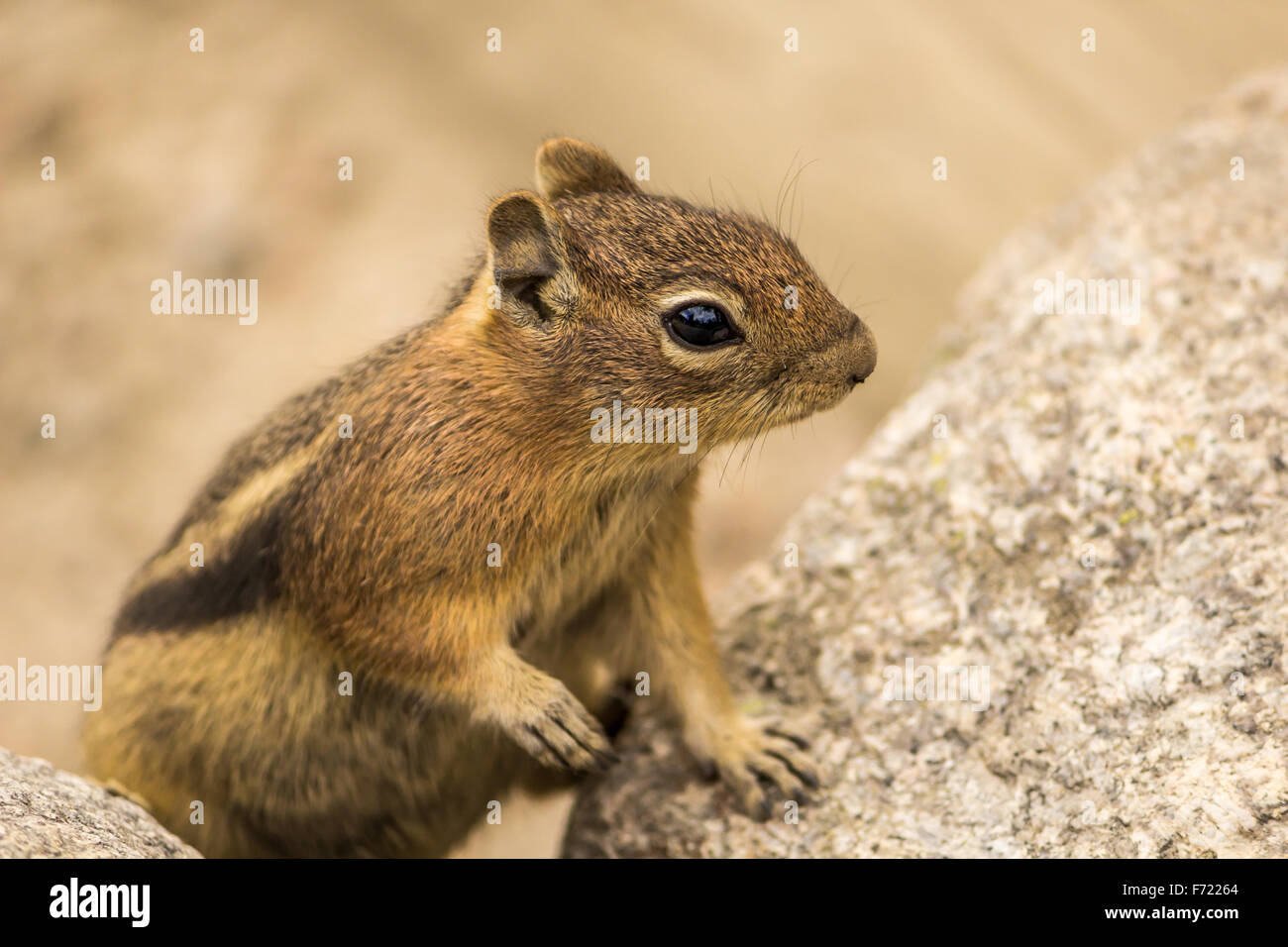 Chipmunk exploring the world Stock Photo - Alamy