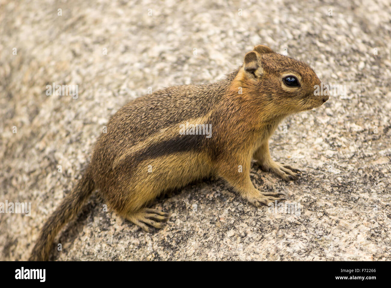 Chipmunk exploring the world Stock Photo - Alamy