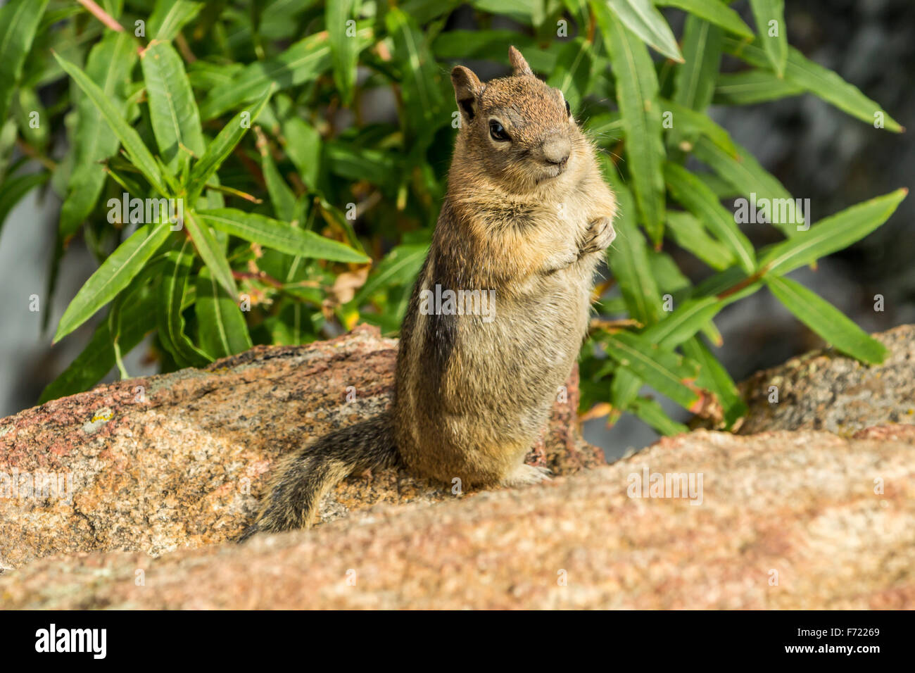 Chipmunk exploring the world Stock Photo - Alamy