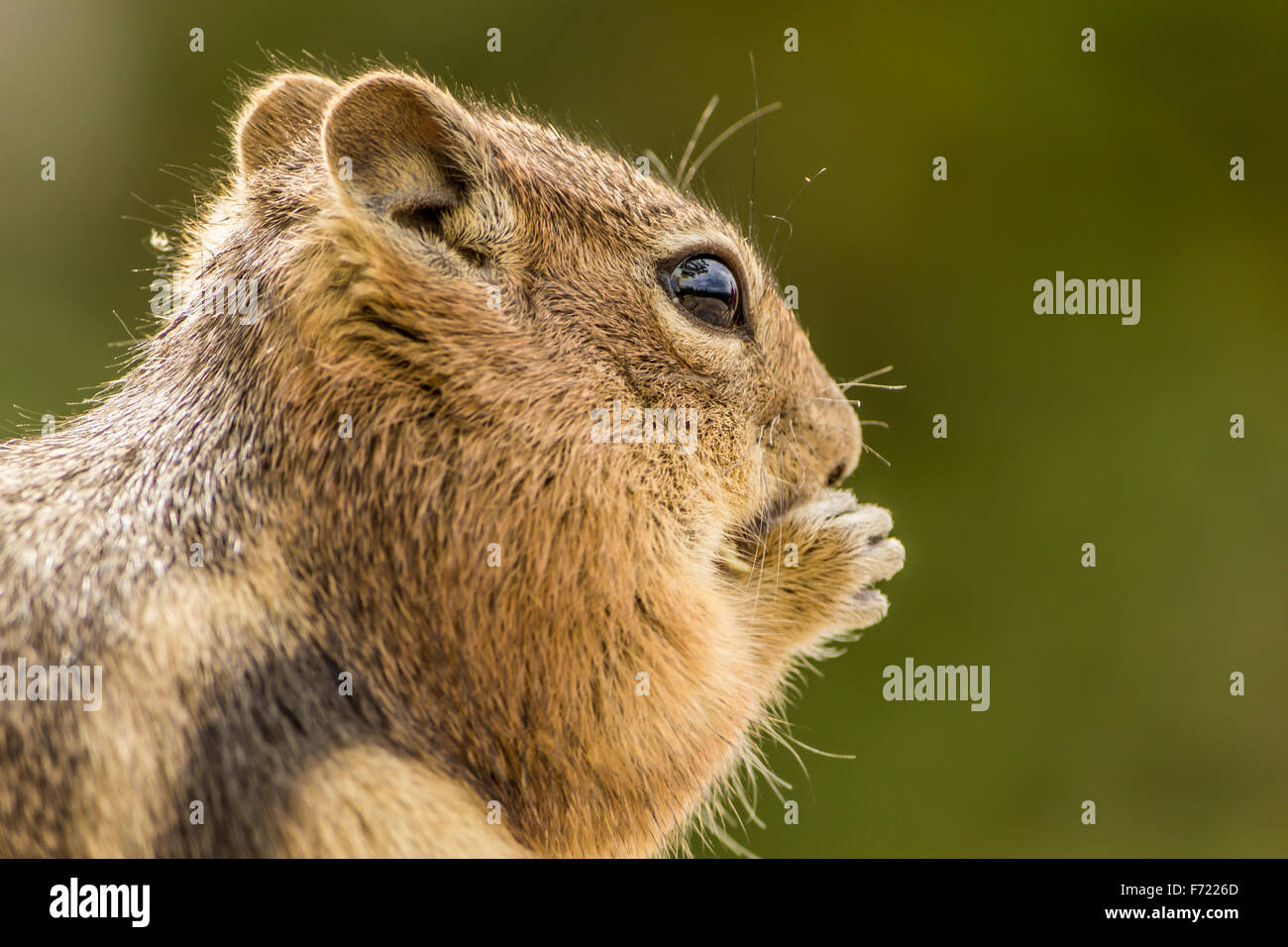 Chipmunk eating isolated hi-res stock photography and images - Alamy