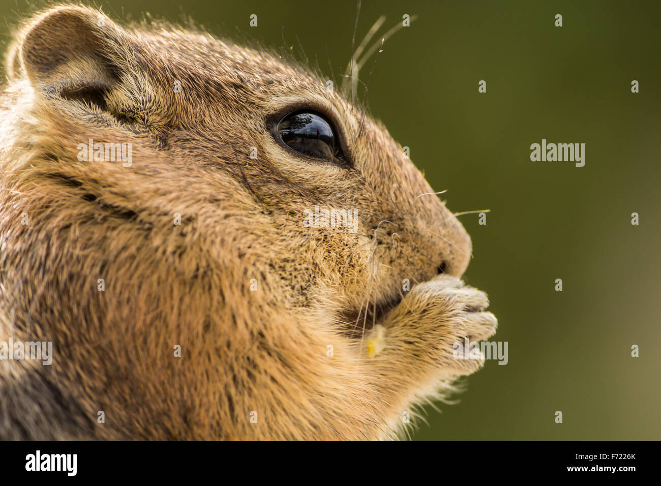 Chipmunk exploring the world Stock Photo - Alamy