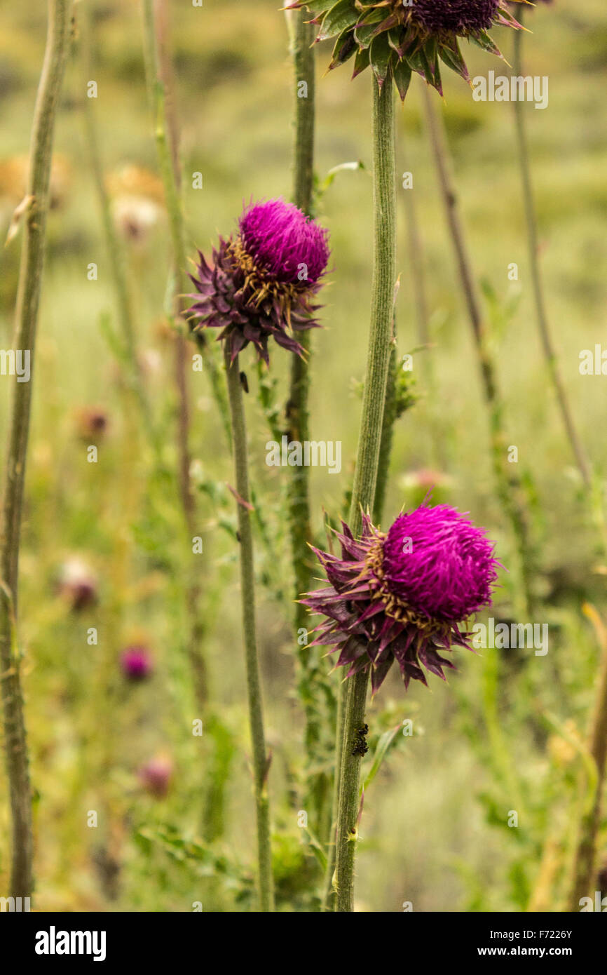 Two purple flowers in a field Stock Photo - Alamy