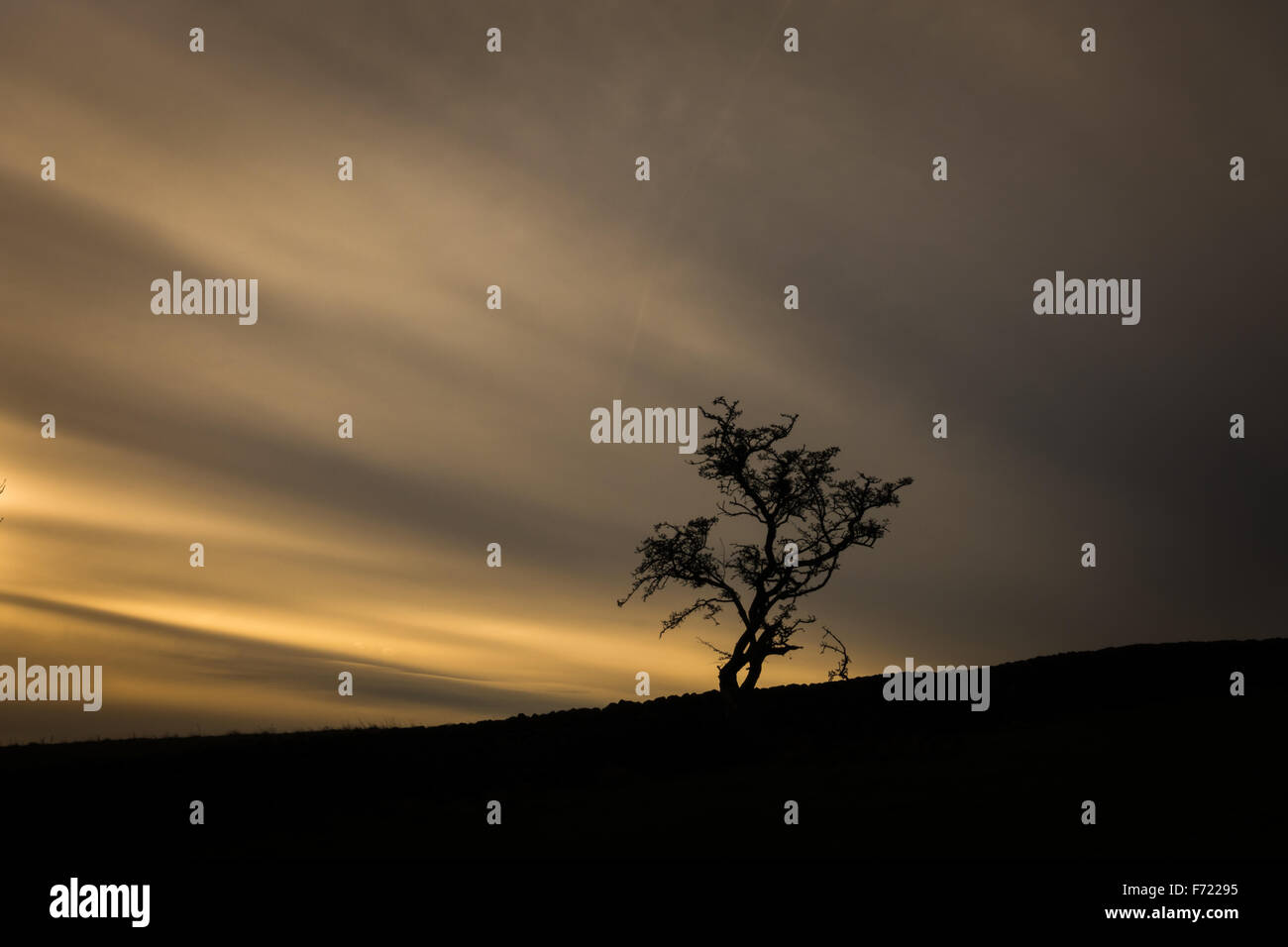 Single tree with a remarkable cloud formation behind Stock Photo - Alamy