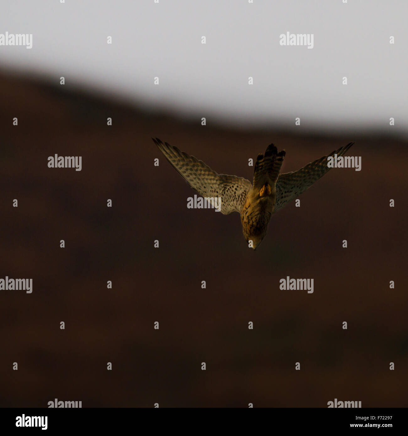 Common kestrel dive hi-res stock photography and images - Alamy