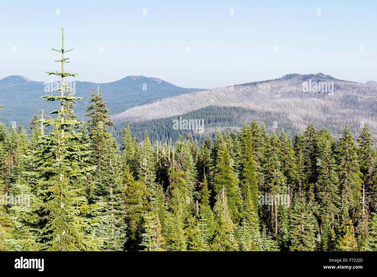 landscape of a mountain in southern Oregon with a patch of dead timber ...
