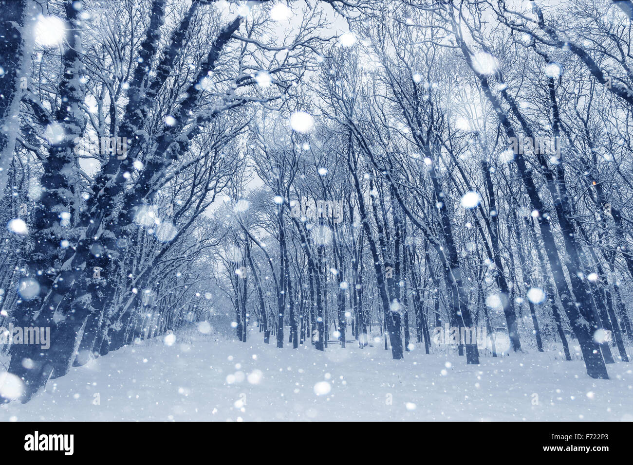 The Winter landscape, trees covered in snow Stock Photo - Alamy