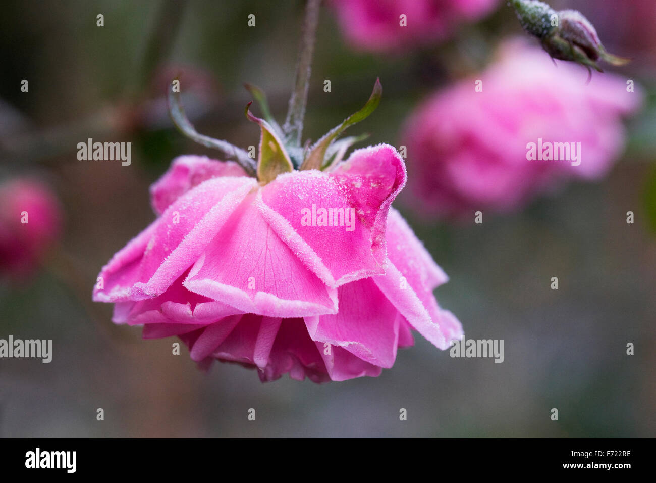 Pink flowers in frost hi-res stock photography and images - Alamy