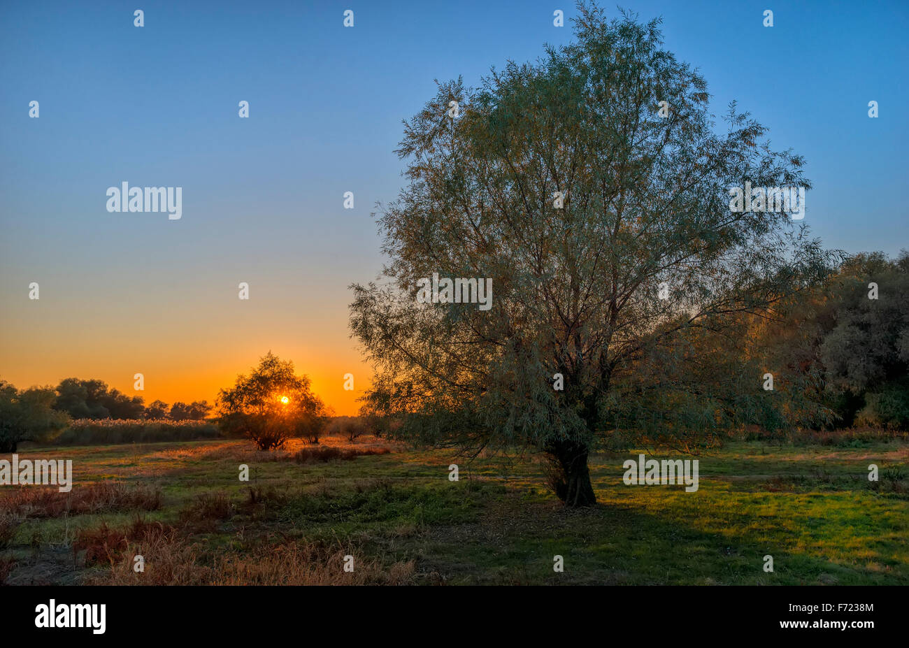 Trees at sunset Stock Photo - Alamy