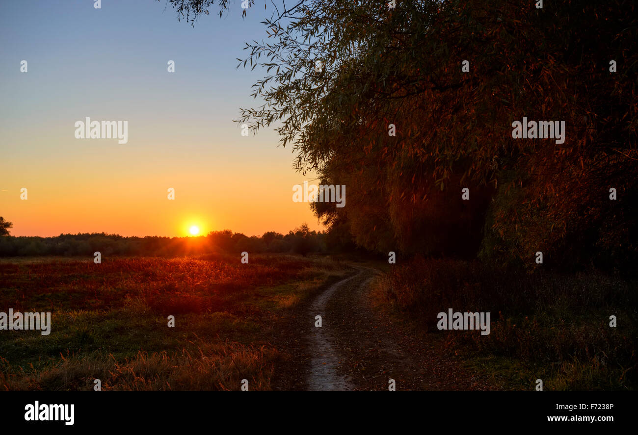 path in the forest at sunset Stock Photo - Alamy