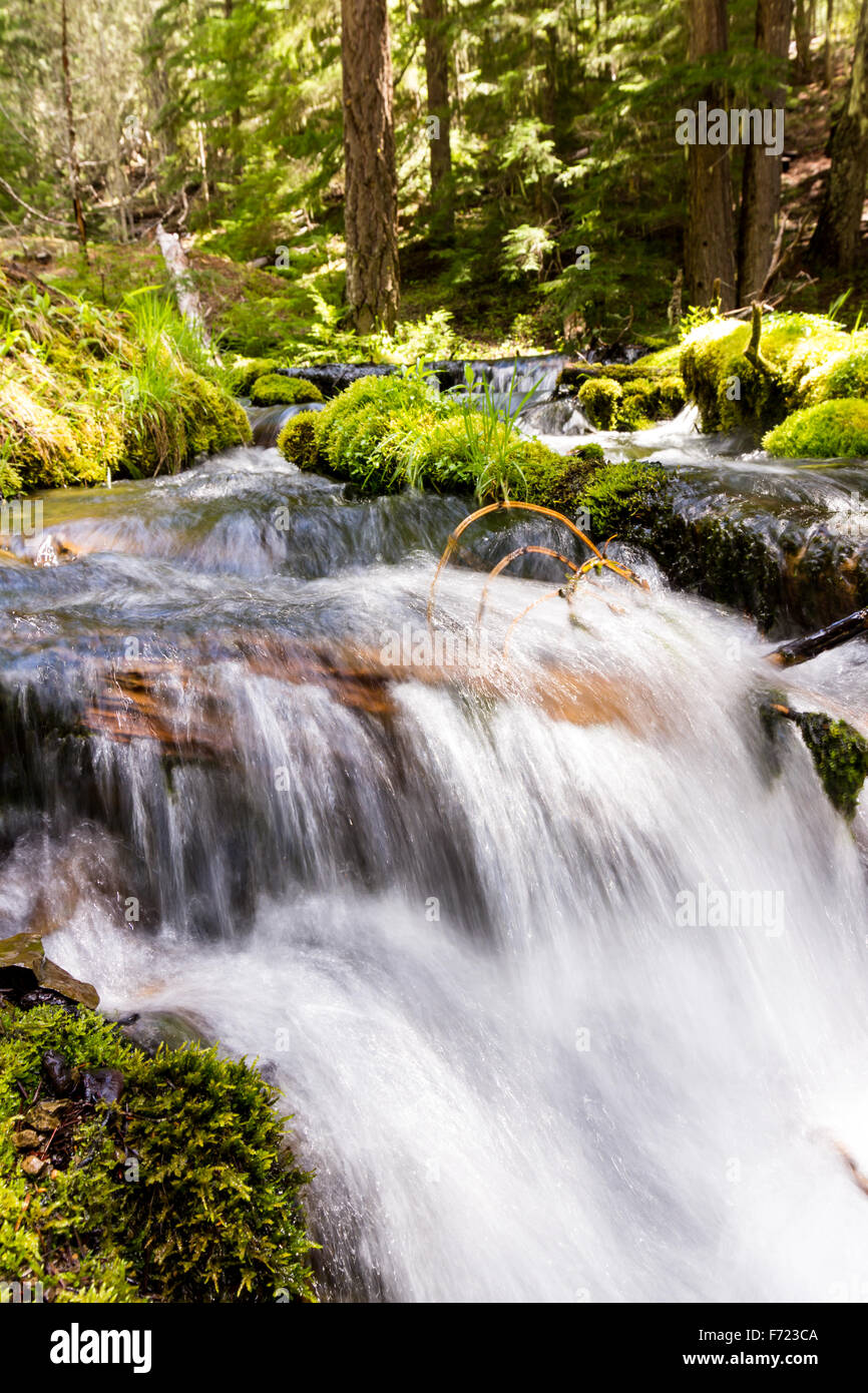 close up of a pristine spring flowing thru the woods in Oregon Stock ...