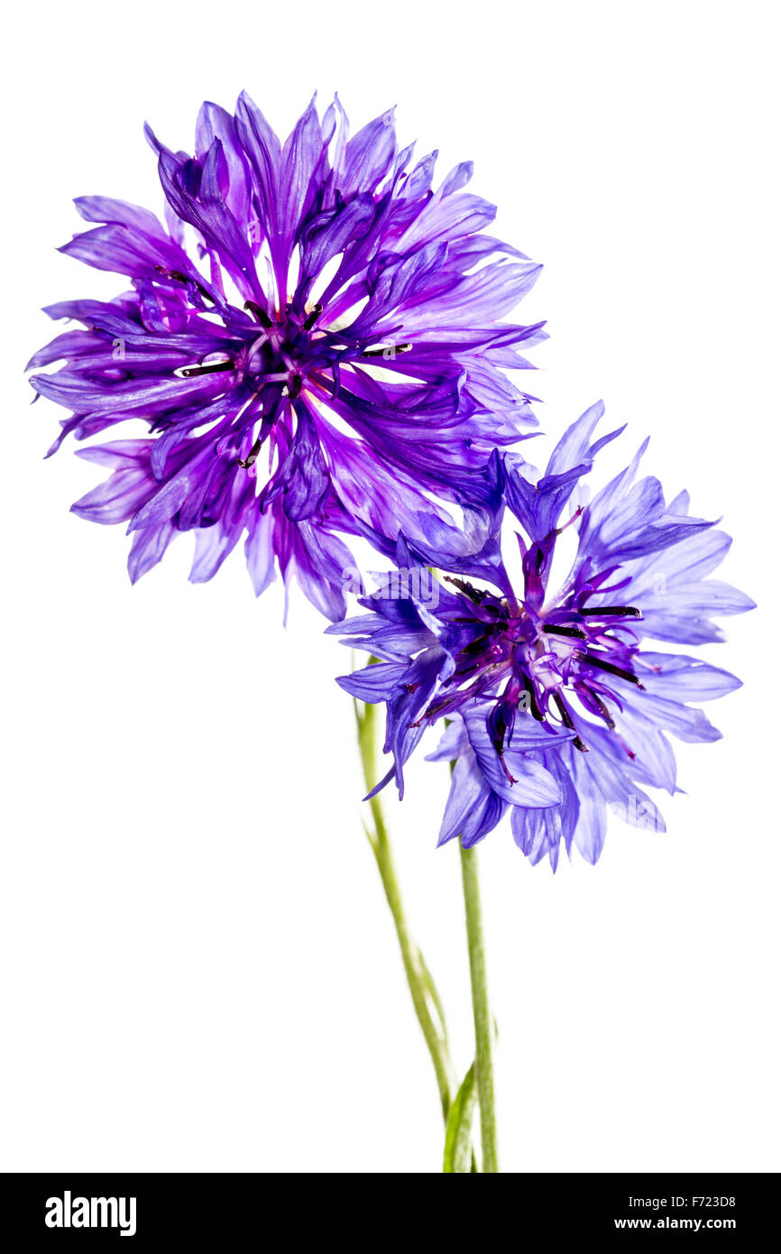 Bachelor button flower hi-res stock photography and images - Alamy