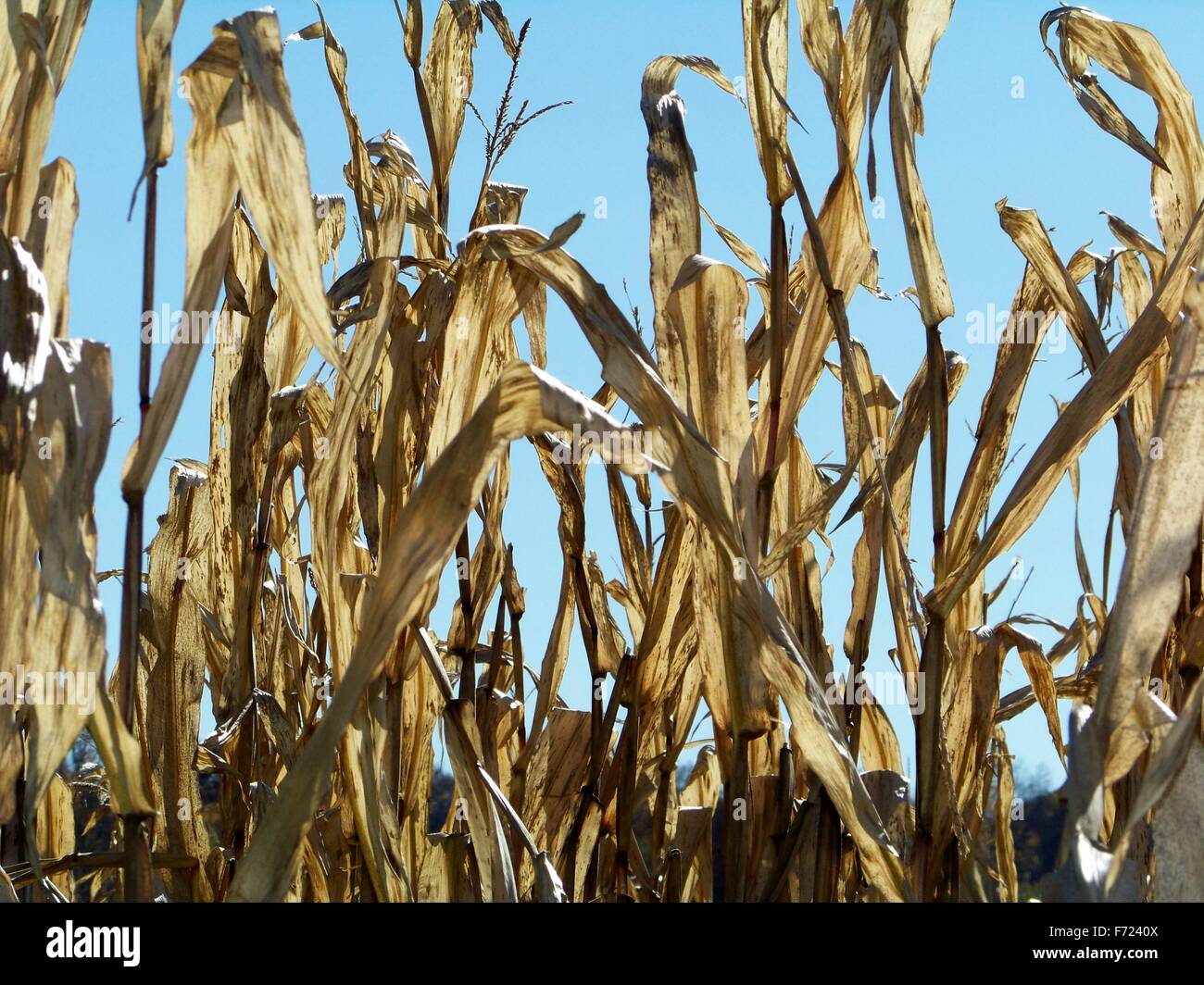 Corn stalks, blue sky Stock Photo - Alamy