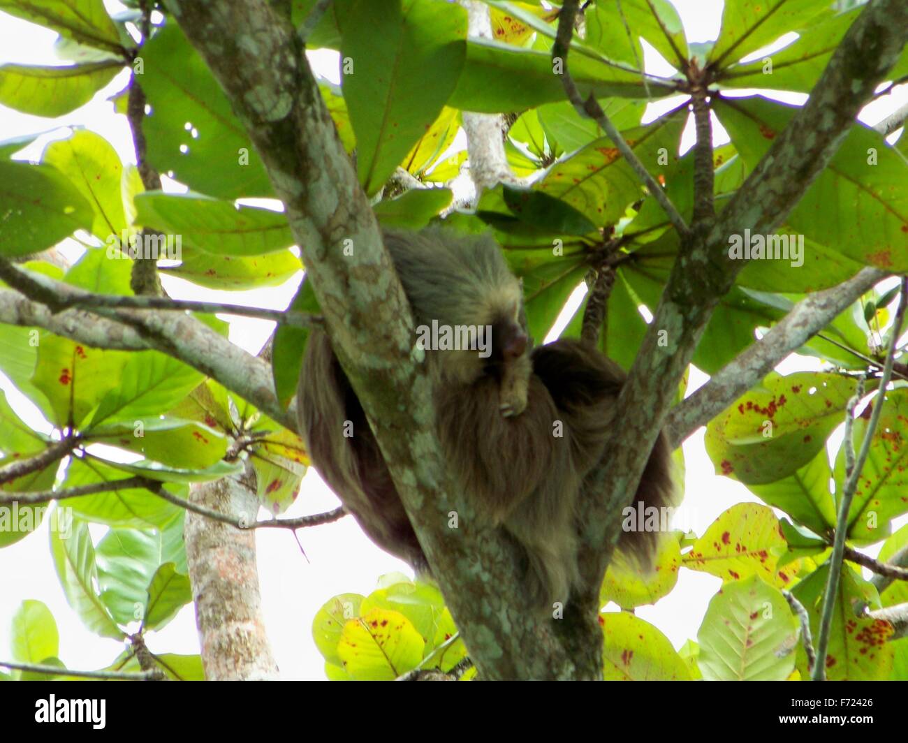 Sloth on branch hi-res stock photography and images - Alamy