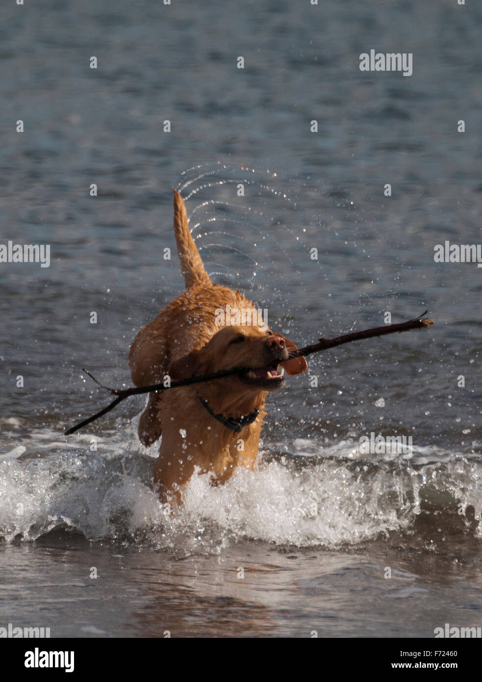 Labrador fetching stick from the sea Stock Photo - Alamy