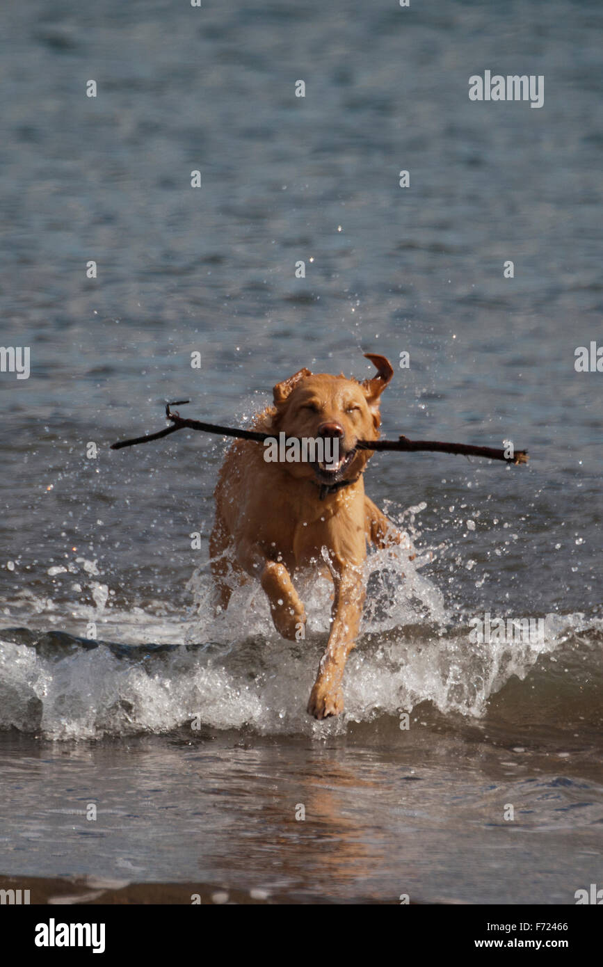 Labrador retrieving stick hi-res stock photography and images - Alamy