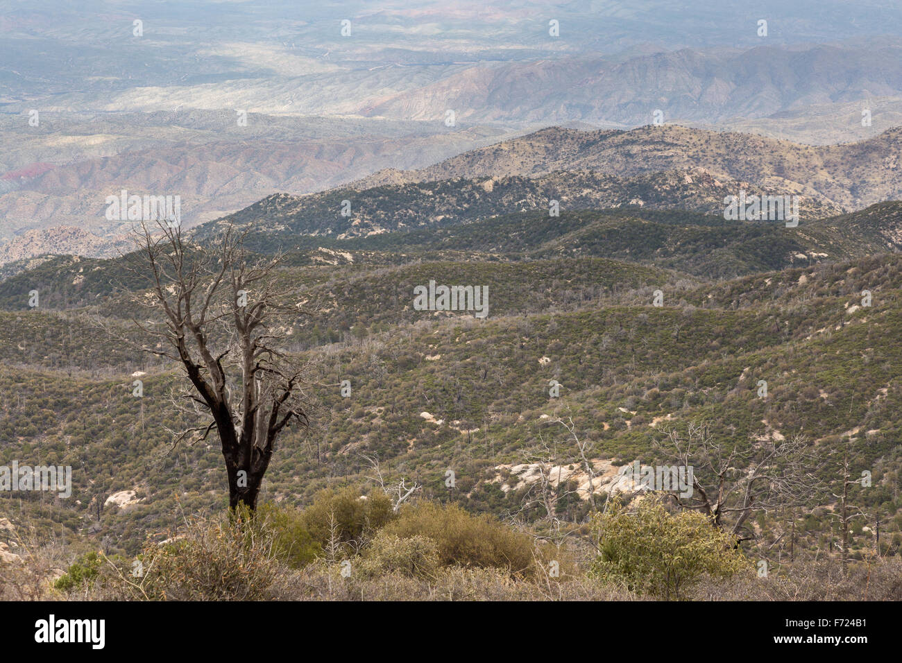 A view to the north from Mica Mountain of a vast, open desert, Saguaro ...