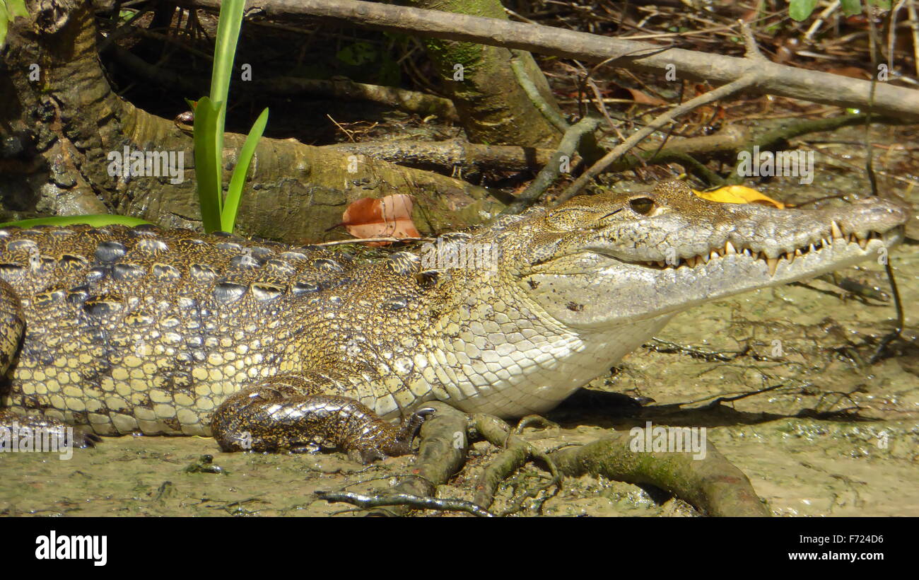 Belize, Cayman, large reptile portrait Stock Photo - Alamy