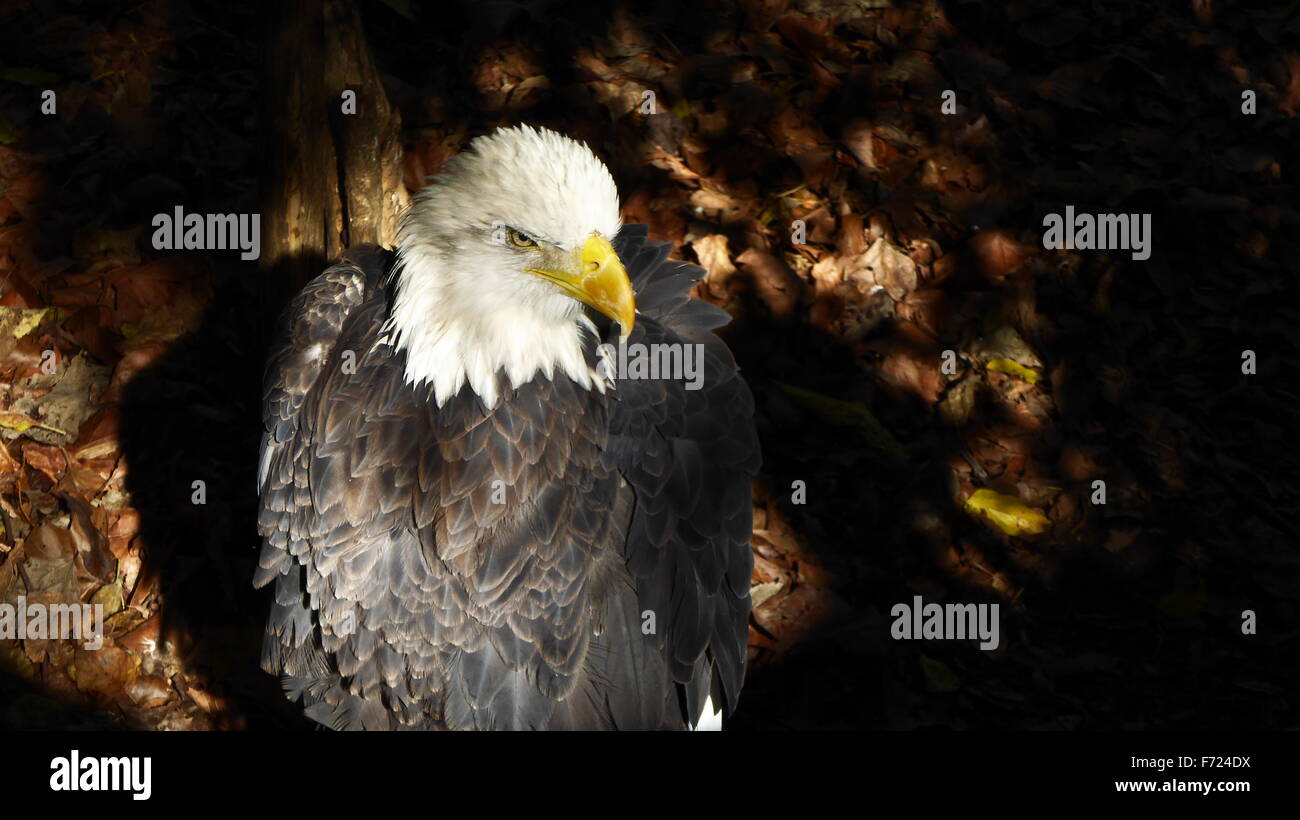 Eagle, bird, in sunlight Stock Photo - Alamy