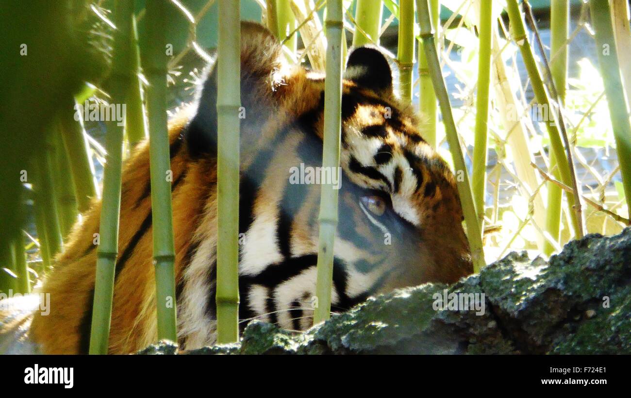 Tiger, beautiful, hiding, pensive Stock Photo - Alamy