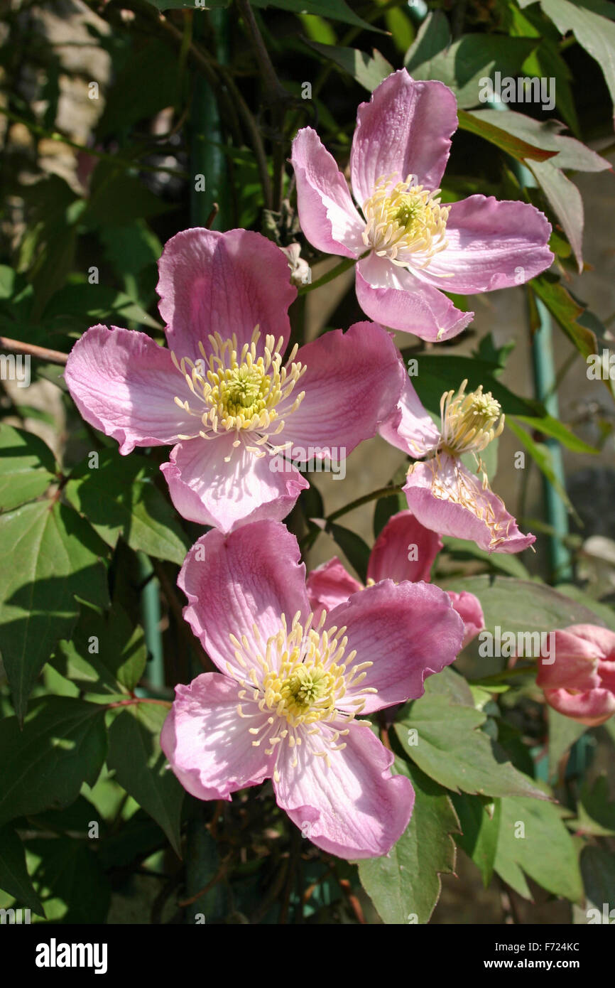 Pink Clematis flowers Stock Photo - Alamy