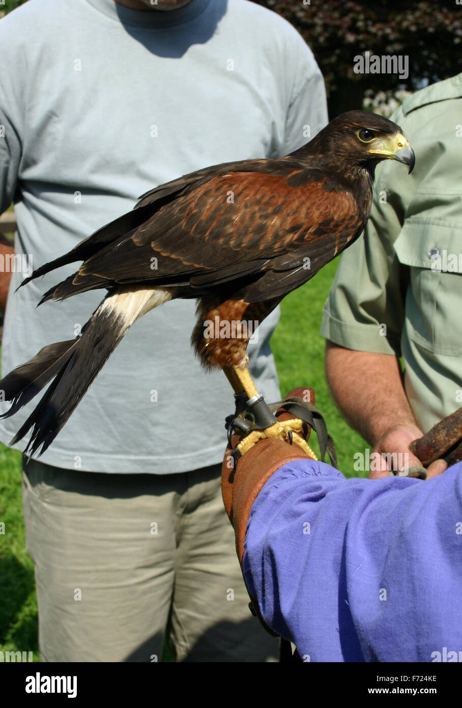Hawk on gloved hand Stock Photo - Alamy