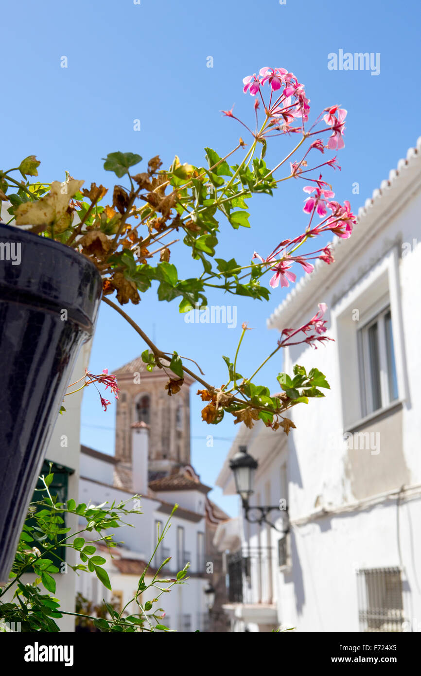 A flower in the street of Manilva, with the Church bells tower in the ...