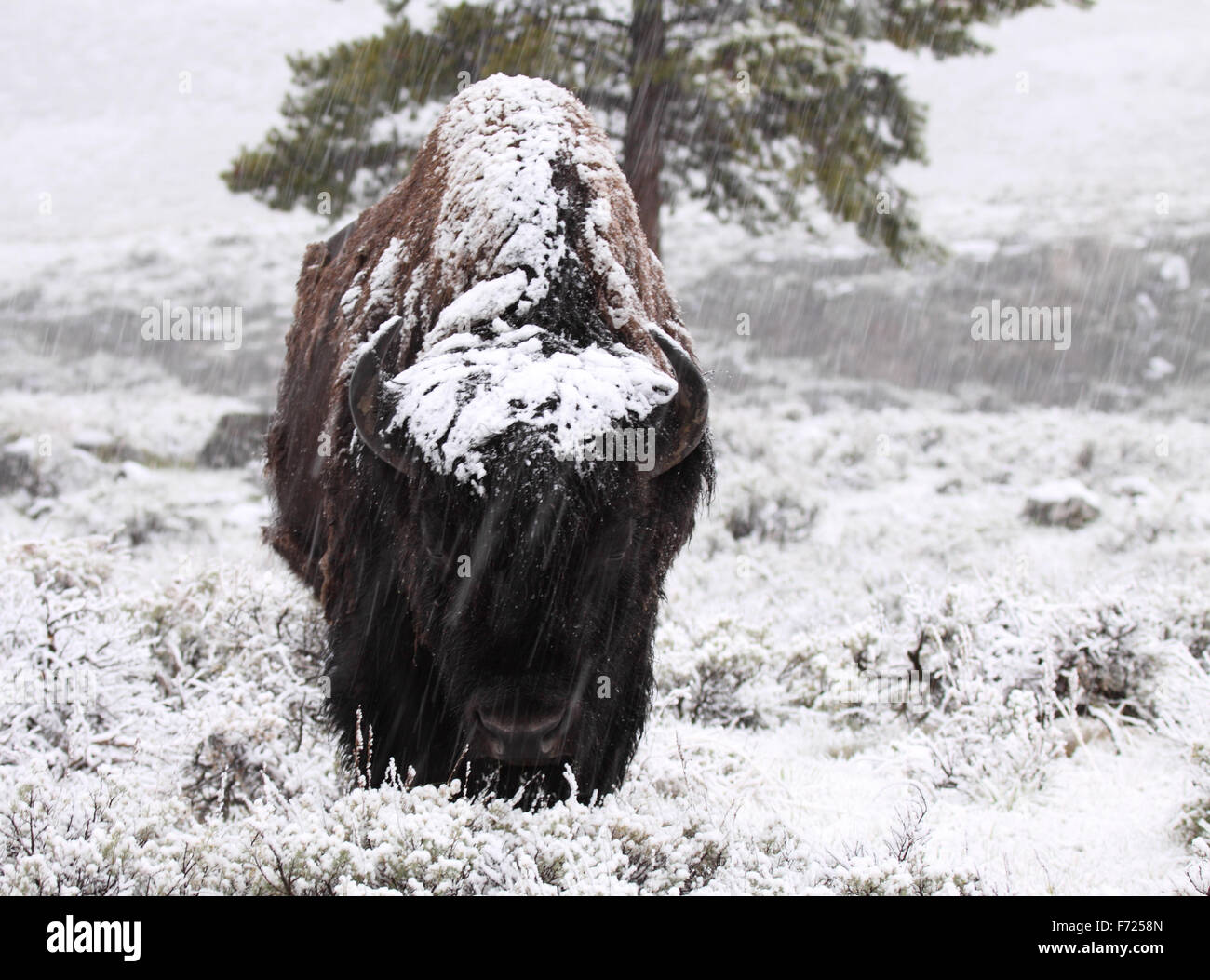 An American Bison bull in a snowstorm Stock Photo - Alamy