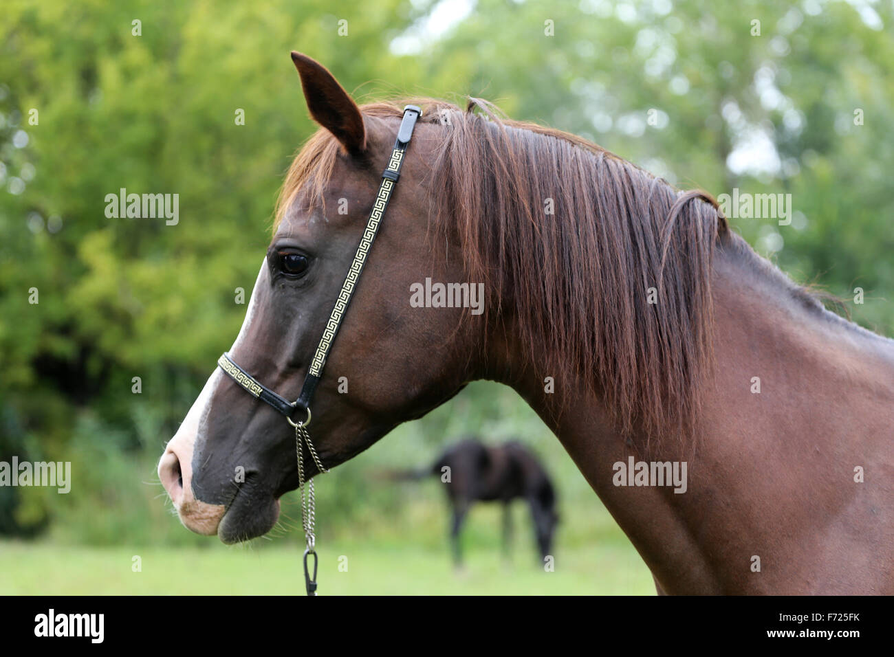 Purebred arabian horse head on natural background Stock Photo - Alamy