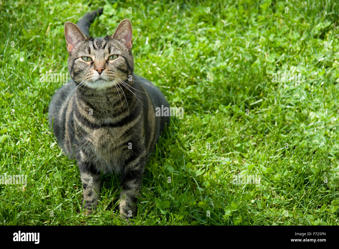 Cat watching something Stock Photo - Alamy