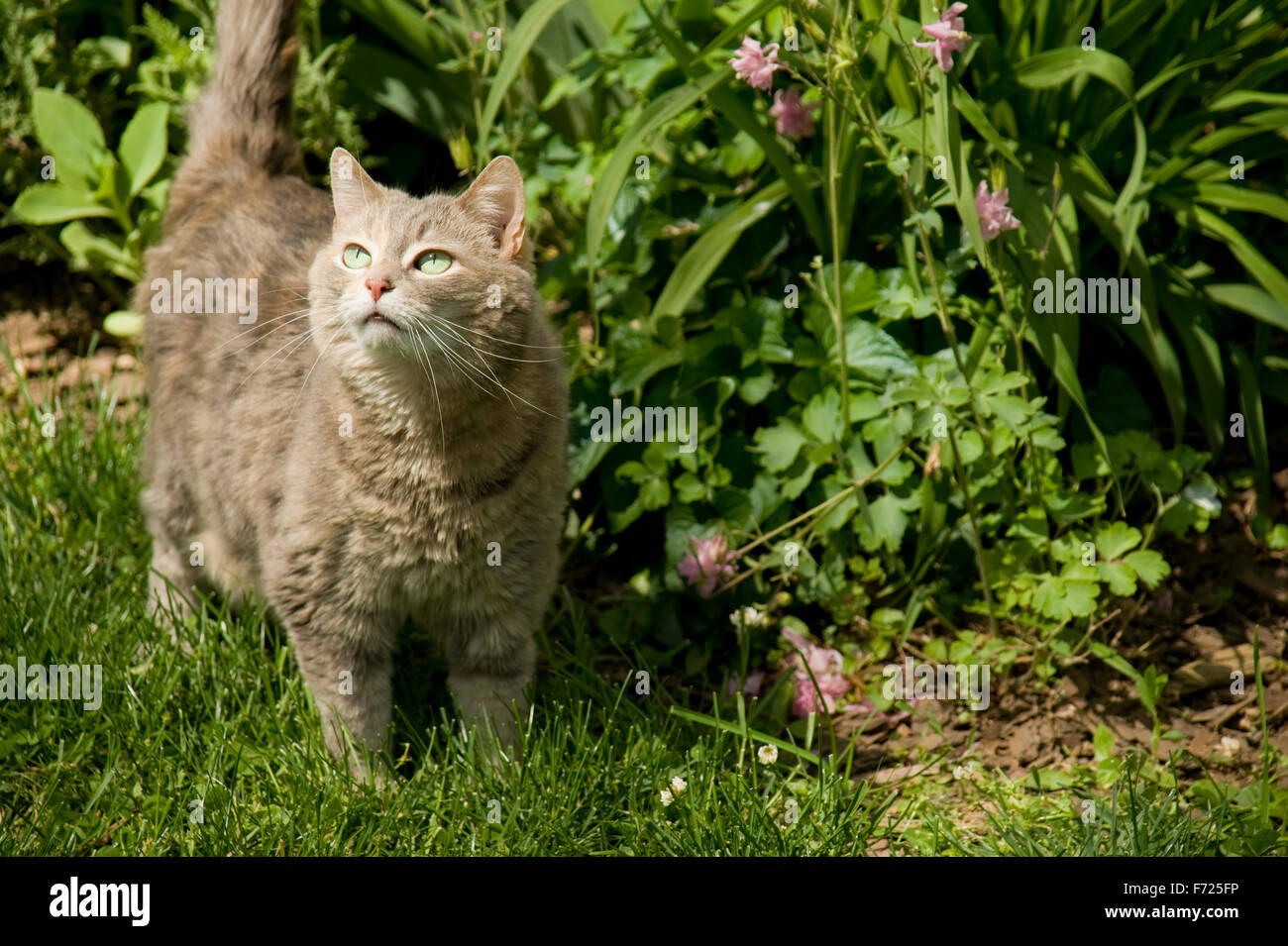 Cat watching something Stock Photo - Alamy