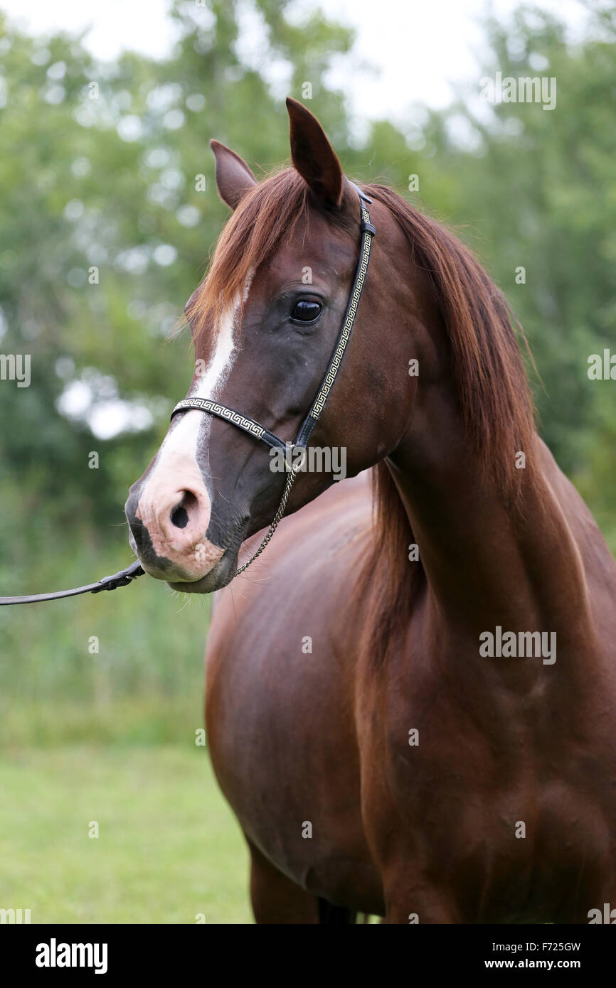 Beautiful chestnut horse head on meadow summer time Stock Photo - Alamy