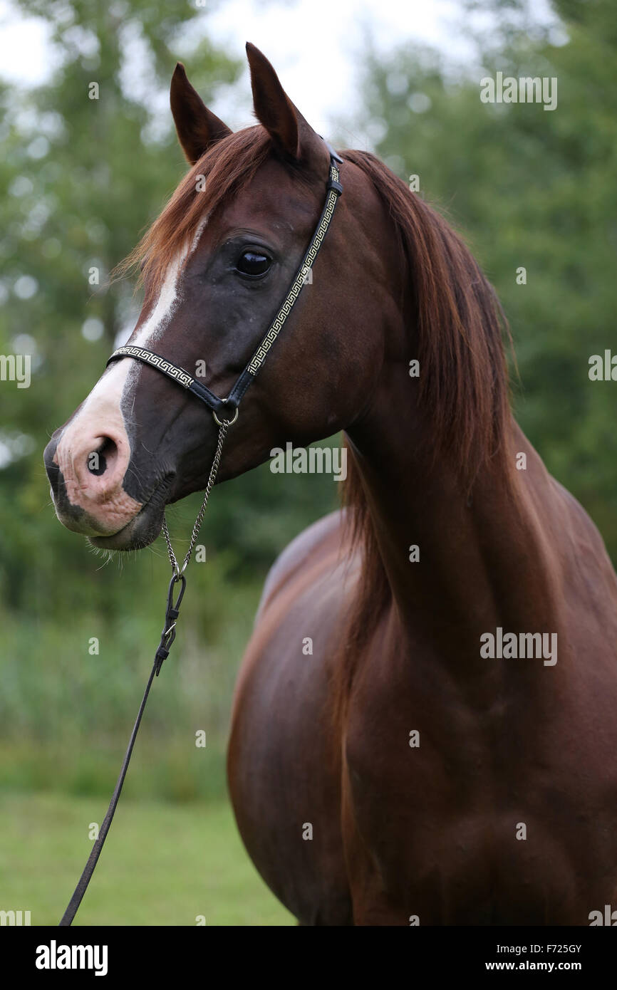 Purebred arabian horse head on natural background Stock Photo - Alamy