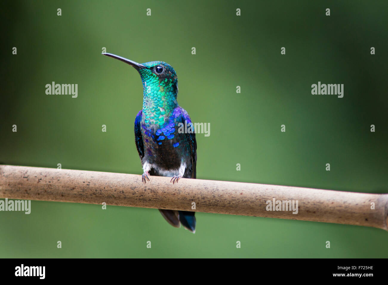 Male green-crowned woodnymph perched on branch in the Tandayapa Valley ...