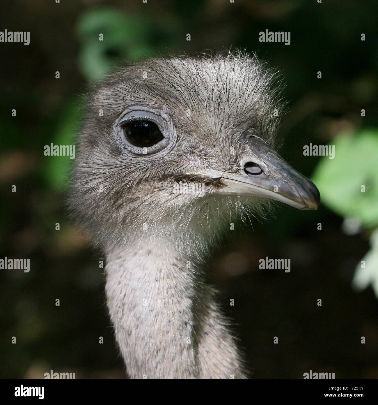 Darwin's Rhea or Lesser Rhea / Nandu (Rhea Pennata, Rhea darwinii ...