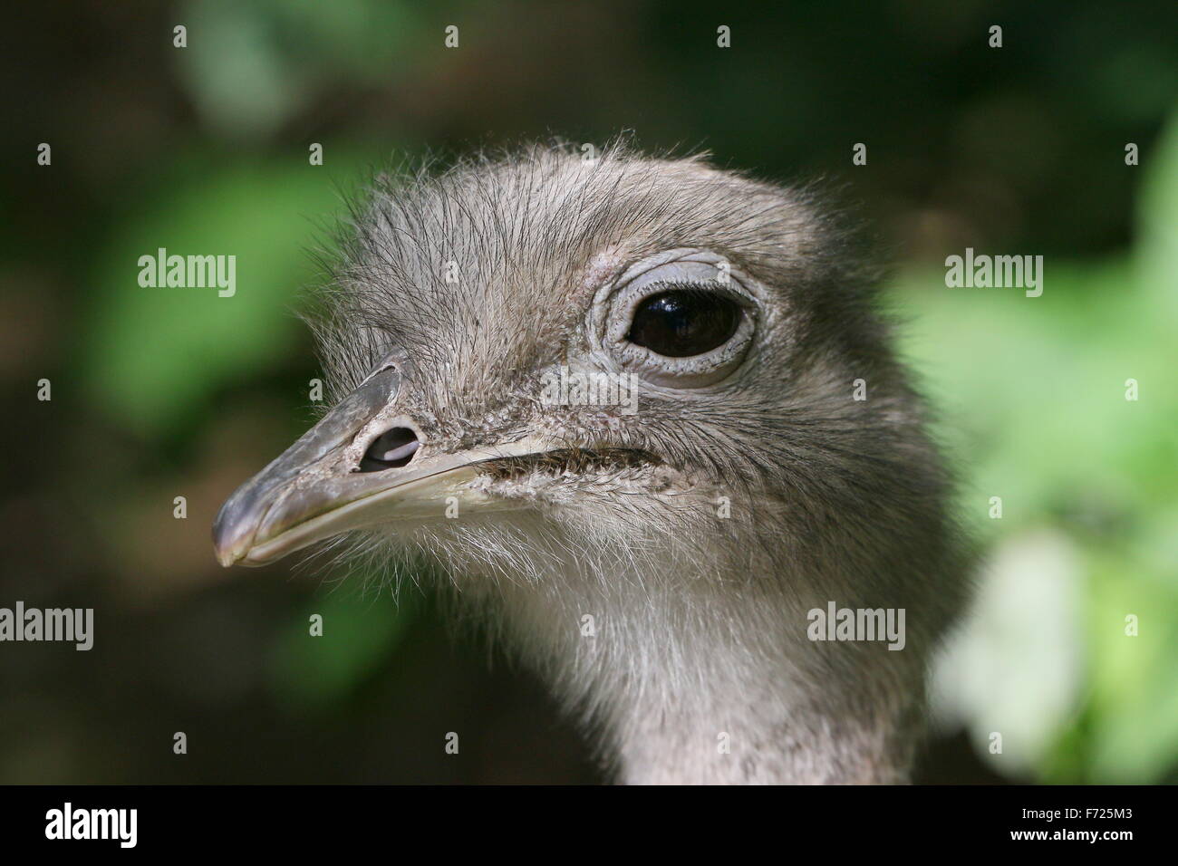 Extremely large feathers hi-res stock photography and images - Alamy