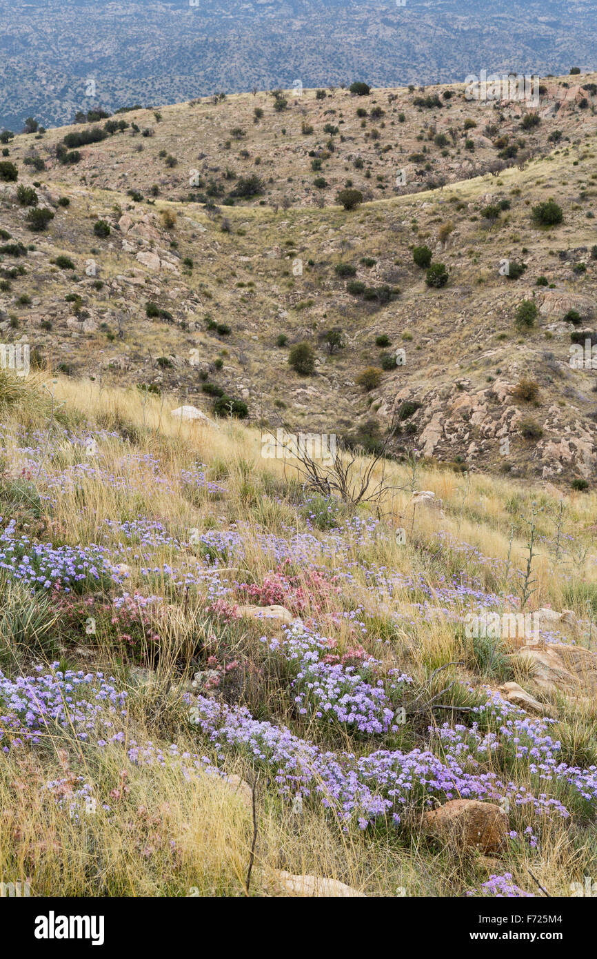 Goodding's verbena wildflowers growing on desert grassland hills ...
