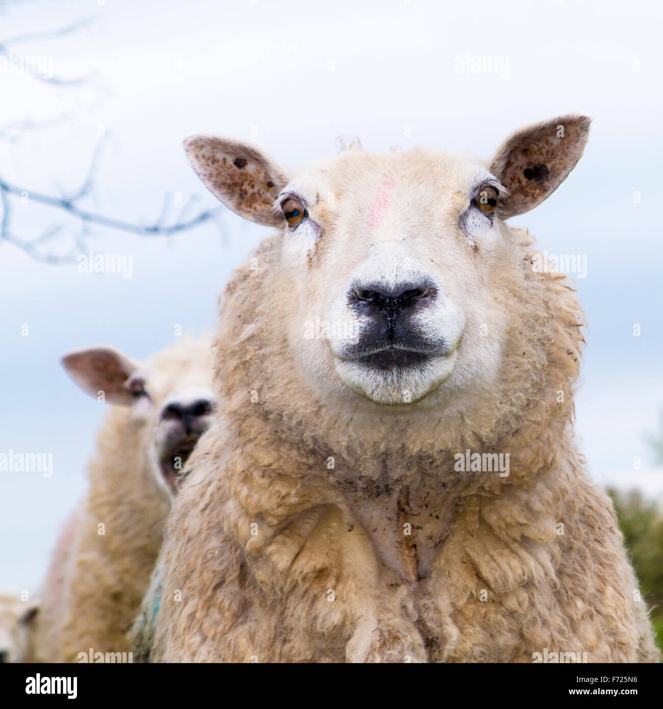 Close up of a ewe in a field looking at the camera Stock Photo - Alamy