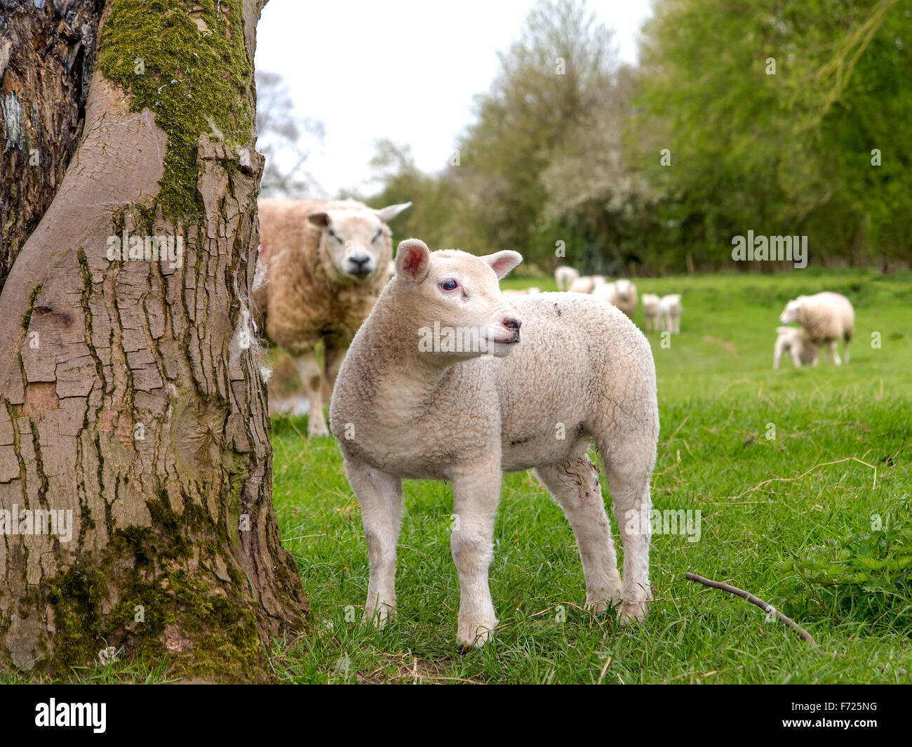 Young lamb against a tree trunk in a field of sheep Stock Photo - Alamy