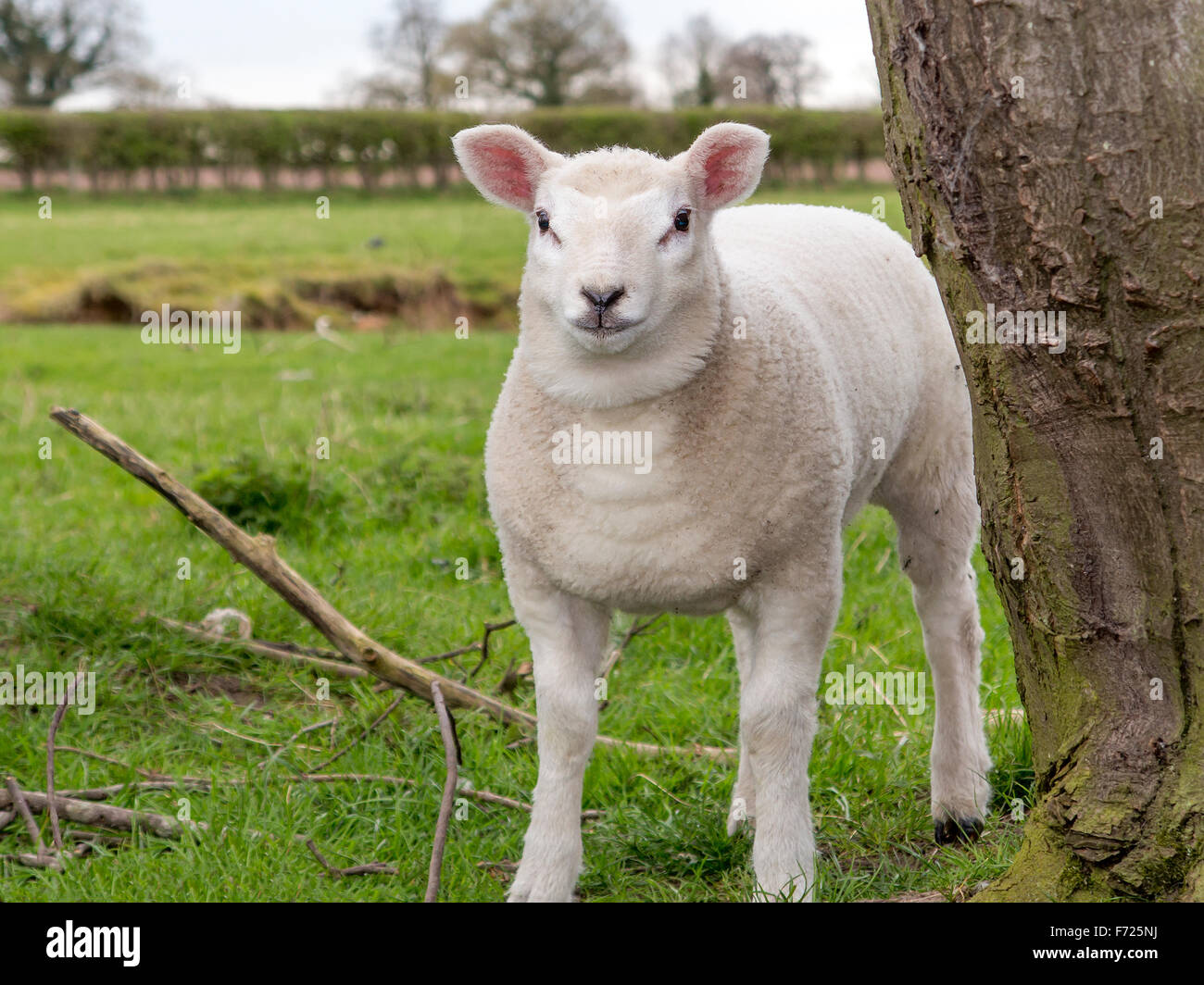 Nurturing cute britain british england english europe hi-res stock ...