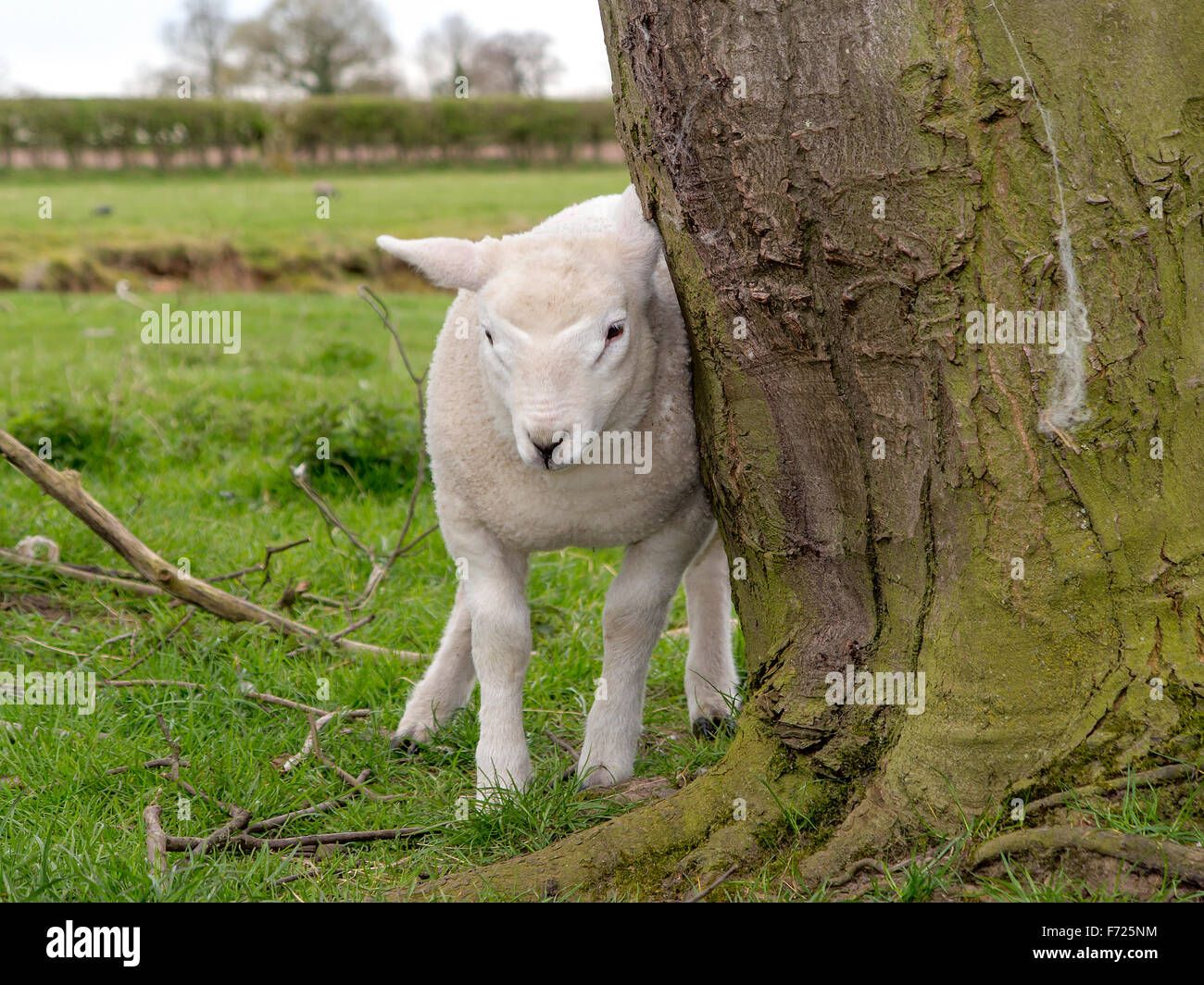 Rubbing at a tree trunk hi-res stock photography and images - Alamy