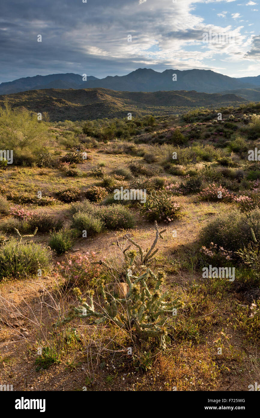 Pink fairy duster wildflowers growing with cholla cacti and other ...