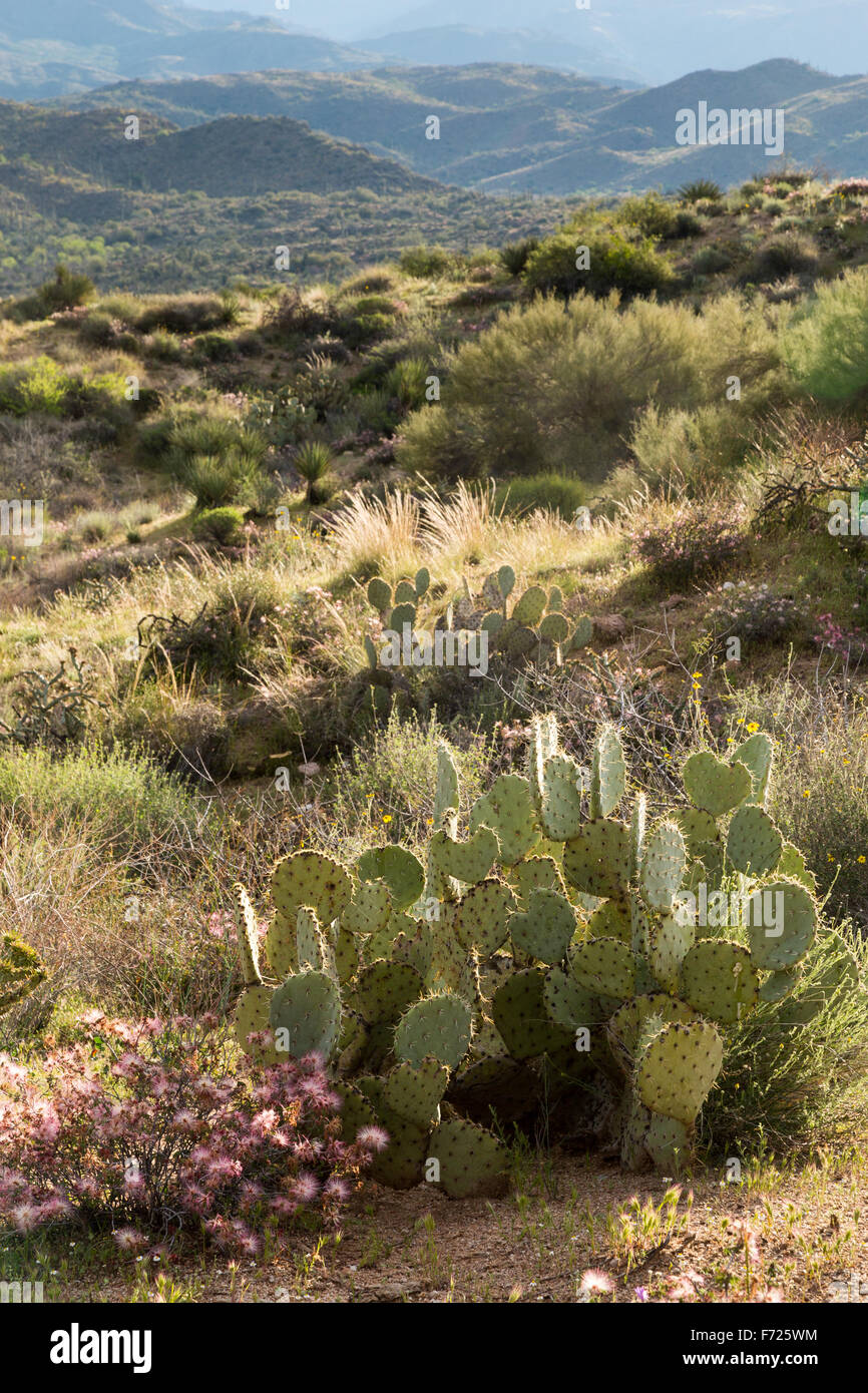 Pink fairy duster wildflowers growing with prickly pear cacti and other ...