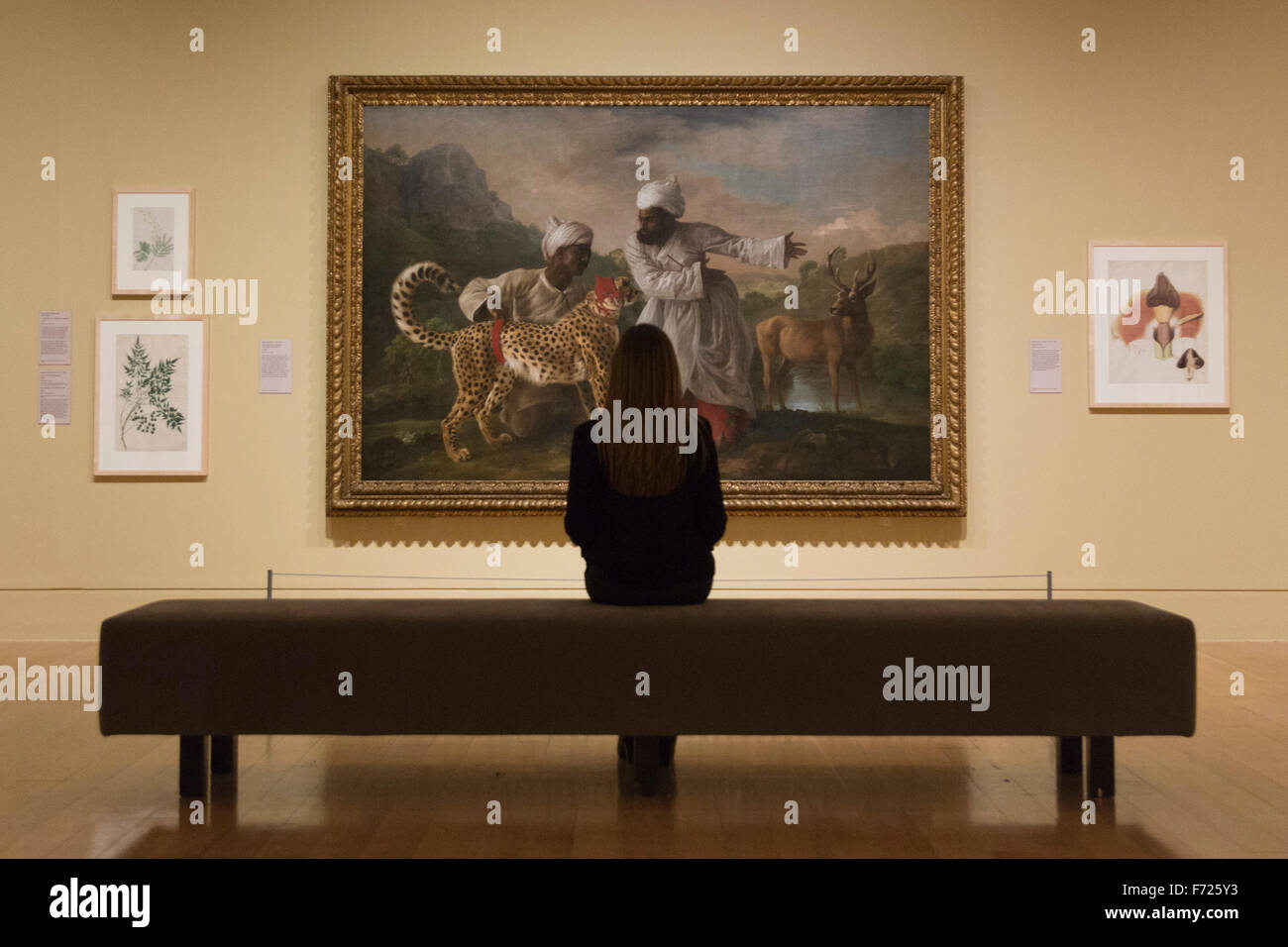 London, UK. 23 November 2015. Picture: A Cheetah and a Stag with Two ...