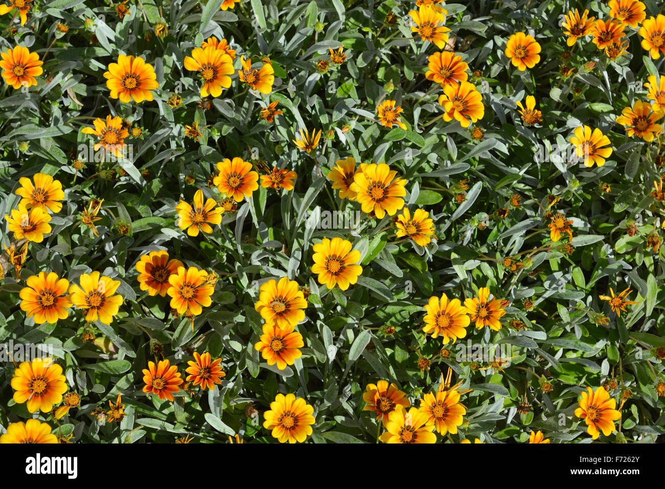 Genus of flowering plants in the family asteraceae hi-res stock ...