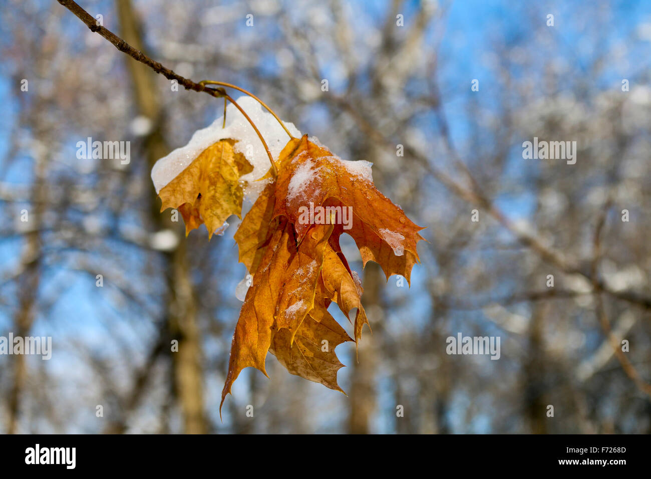 Autumn precipitation hi-res stock photography and images - Alamy
